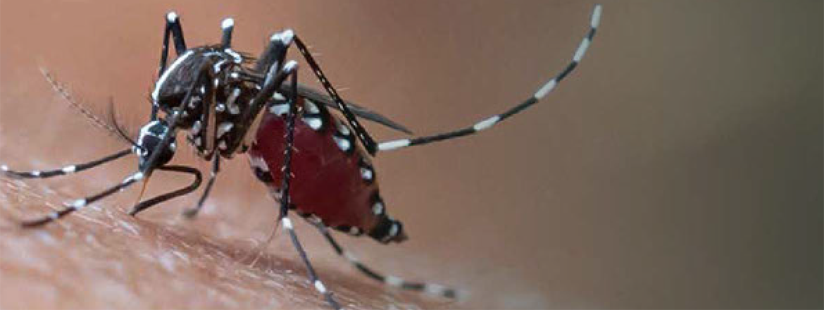 Quick guide: Community science toolkit for mosquito surveillance
