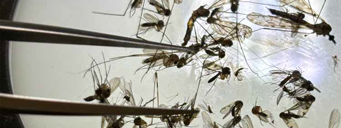 Community science for mosquito surveillance in Canada: A toolkit for ...