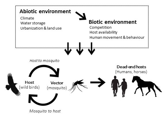 Impacts of Canada’s changing climate on West Nile Virus vectors ...